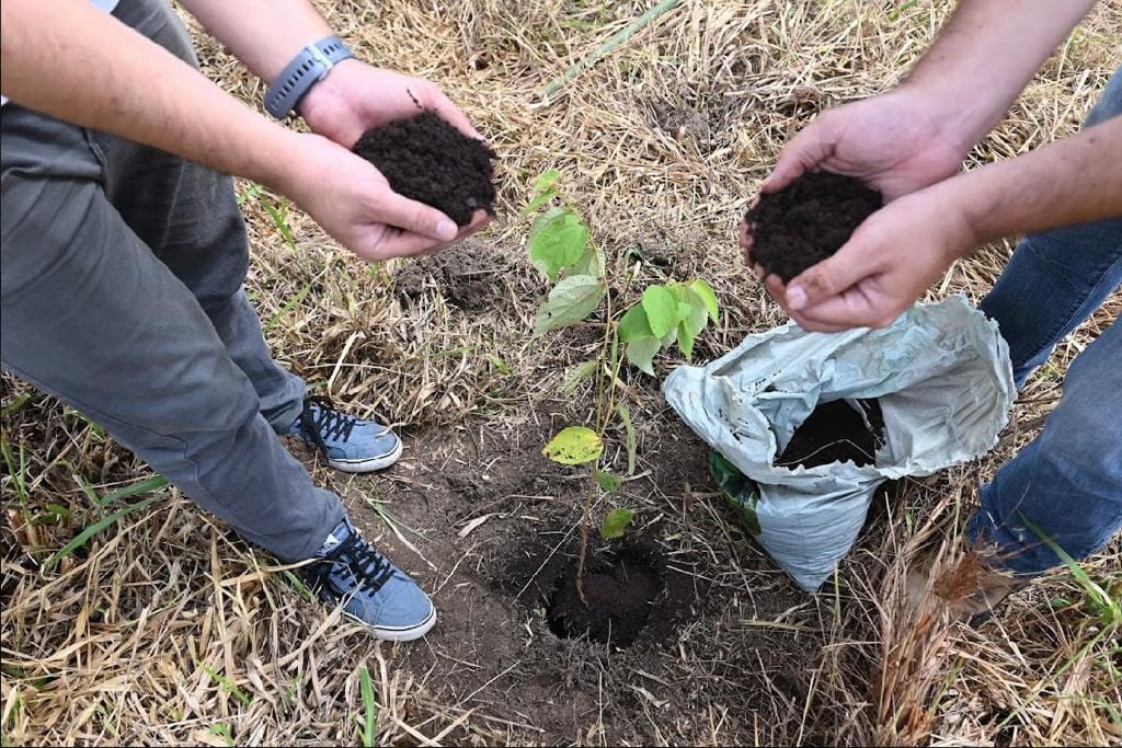 Carbon Free guia empresas para o caminho mais sustentável - Revista ...